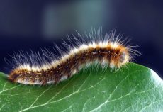 Worm - AGR Technology