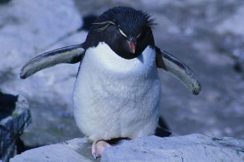 Google Penguin Algorithm - AGR Technology